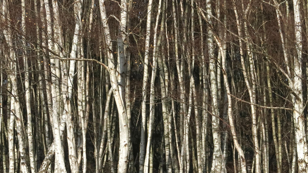 Silver Birch Autumn - Large painting of Silver Birch trees